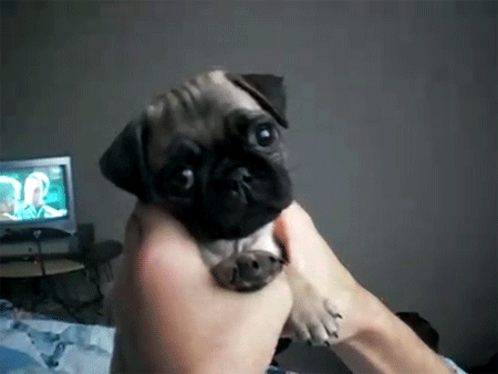Puppy fail GIF - Find on GIFER