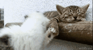Wake me up GIF - Find on GIFER