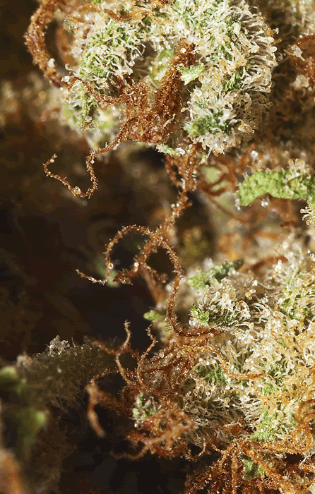 Marijuana GIF - Find on GIFER