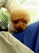 Imt GIF - Find on GIFER