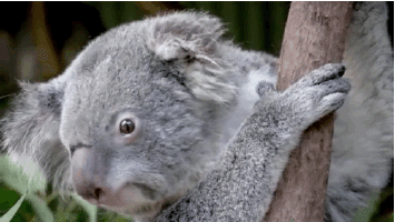 GIF fifty shades of grey - animated GIF on GIFER