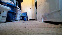 Thing GIF - Find on GIFER