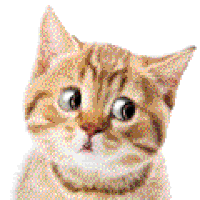 GIF cats - animated GIF on GIFER