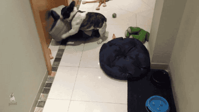 GIF dog bed - animated GIF on GIFER