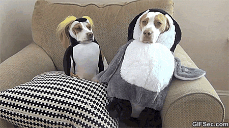 GIF funny dog - animated GIF on GIFER