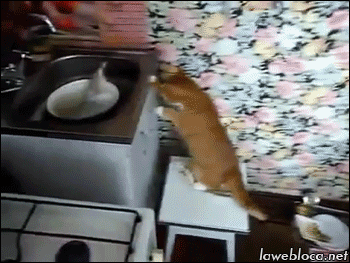 Гифка рыба котик кошка гиф картинка, скачать анимированный gif на GIFER