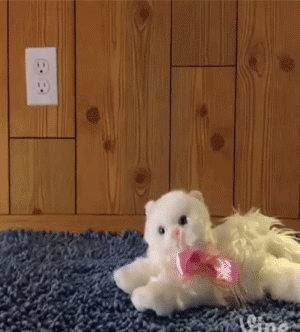 Cat wtf wut GIF - Find on GIFER