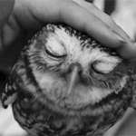 GIF pule - animated GIF on GIFER