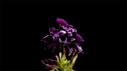 GIF pule - animated GIF on GIFER