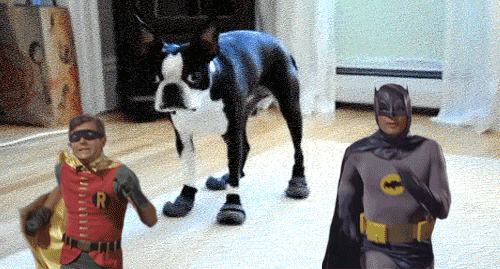 Batman dog GIF - Find on GIFER