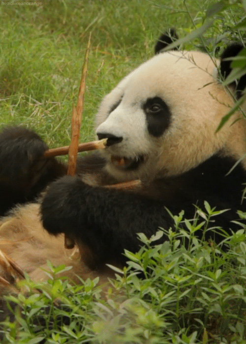 Panda eating GIF - Find on GIFER