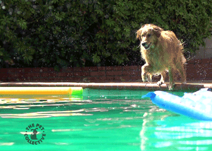 Dog animal dogs GIF - Find on GIFER