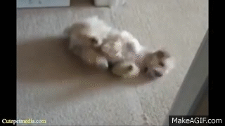 Dog fail GIF on GIFER - by Moshakar