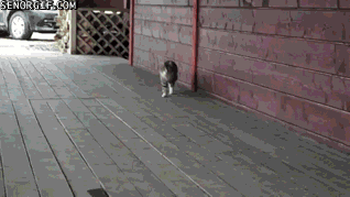 GIF got - animated GIF on GIFER