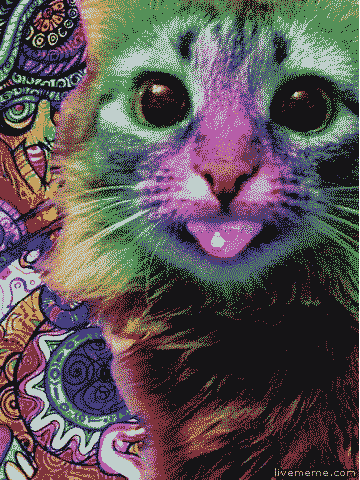 Cat colors moving GIF - Find on GIFER