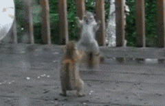 GIF fighting - animated GIF on GIFER
