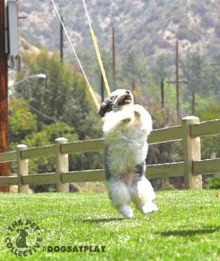 Dog dogs animal GIF - Find on GIFER