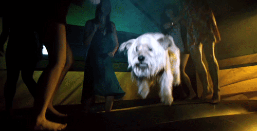 Gif De Perro Que Salta Y Falla Sorpresa Al Llegar A Casa Y Ver Lo Que