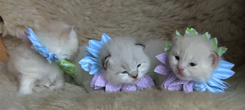Cat animals kitten GIF - Find on GIFER