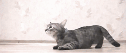 GIF cat get go - animated GIF on GIFER