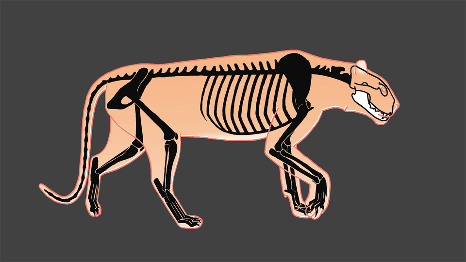 Skeleton tiger GIF - Find on GIFER