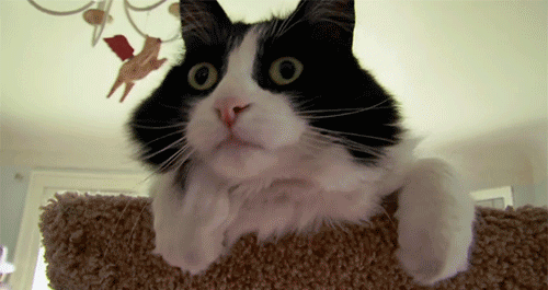 GIF cat animals animal - animated GIF on GIFER