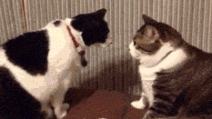 GIF wait - animated GIF on GIFER
