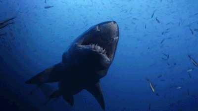 Vive Cada Semana Como Si Fuera La Semana Del Tiburón Gif