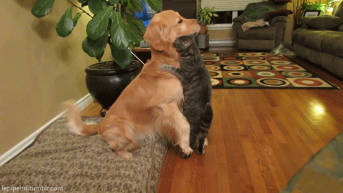 Dog And Cat Friends Gif