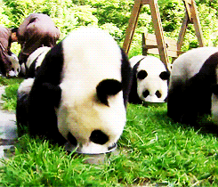 Animals panda GIF - Find on GIFER