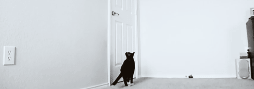 GIF cat kitten adorable - animated GIF on GIFER