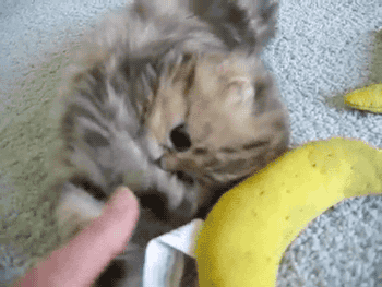 GIF kitten cat animals - animated GIF on GIFER