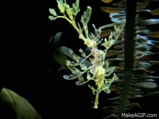 Sea creatures GIF - Find on GIFER