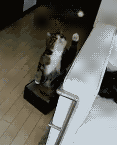 Cat fail box GIF - Find on GIFER