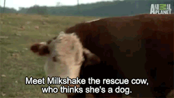 Rescue animals GIF - Find on GIFER