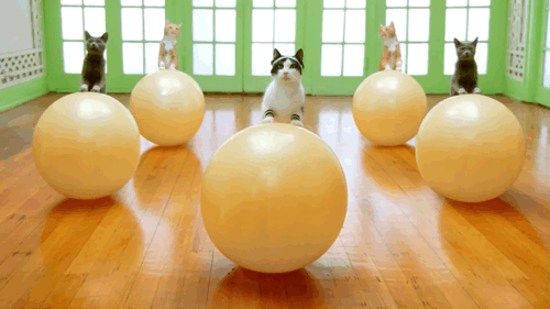 Happy cat fun GIF - Find on GIFER