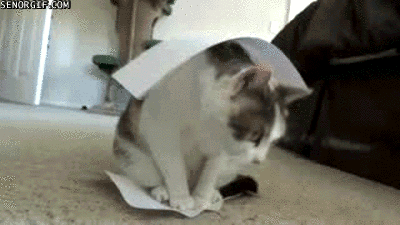 Paper cat GIF - Find on GIFER