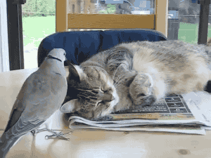 Spongebob squarepants season 9 GIF - Find on GIFER