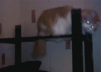 Deal With It Gif Cat