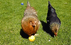 Animal GIF - Find on GIFER