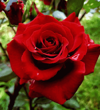 Red GIF - Find on GIFER