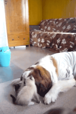 GIF cat dog animals - animated GIF on GIFER