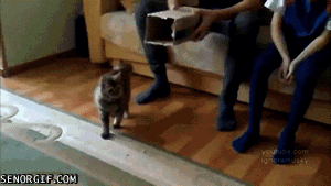 Cat cute box GIF - Find on GIFER