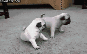 Puppy puppy fail GIF - Find on GIFER