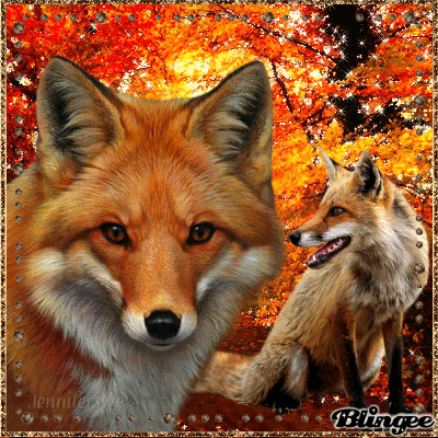 Foxes Youth Gif