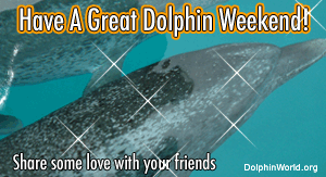 Dw GIF - Find on GIFER