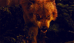 Twilight Wolf Gif Tumblr
