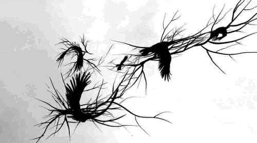 GIF birds black - animated GIF on GIFER