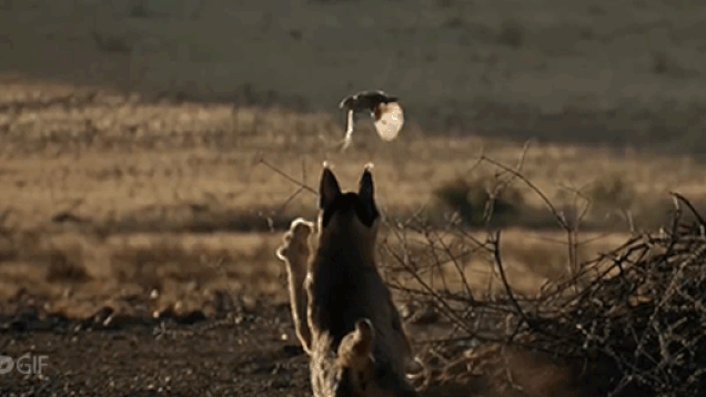 S hunt GIF - Find on GIFER