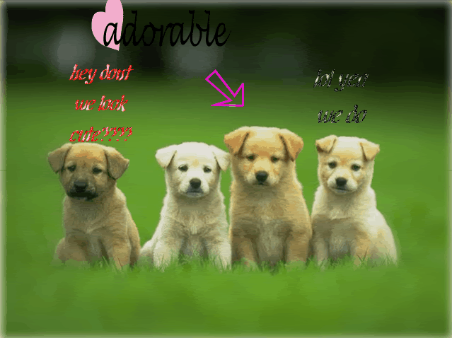 Chiots Gif